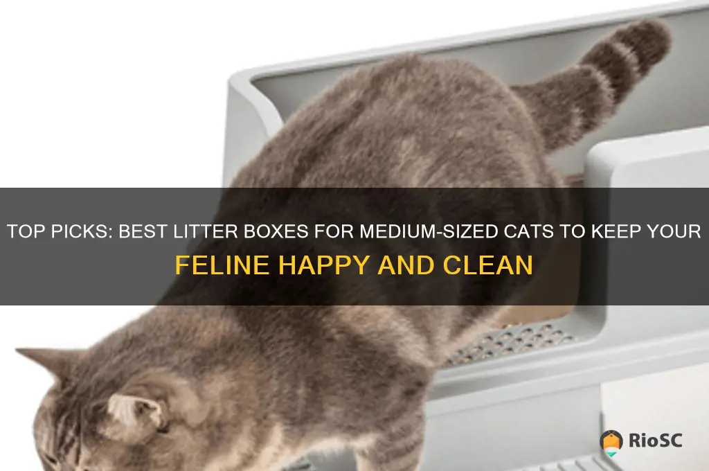 Top Picks: Best Litter Boxes For Medium-Sized Cats To Keep Your Feline ...
