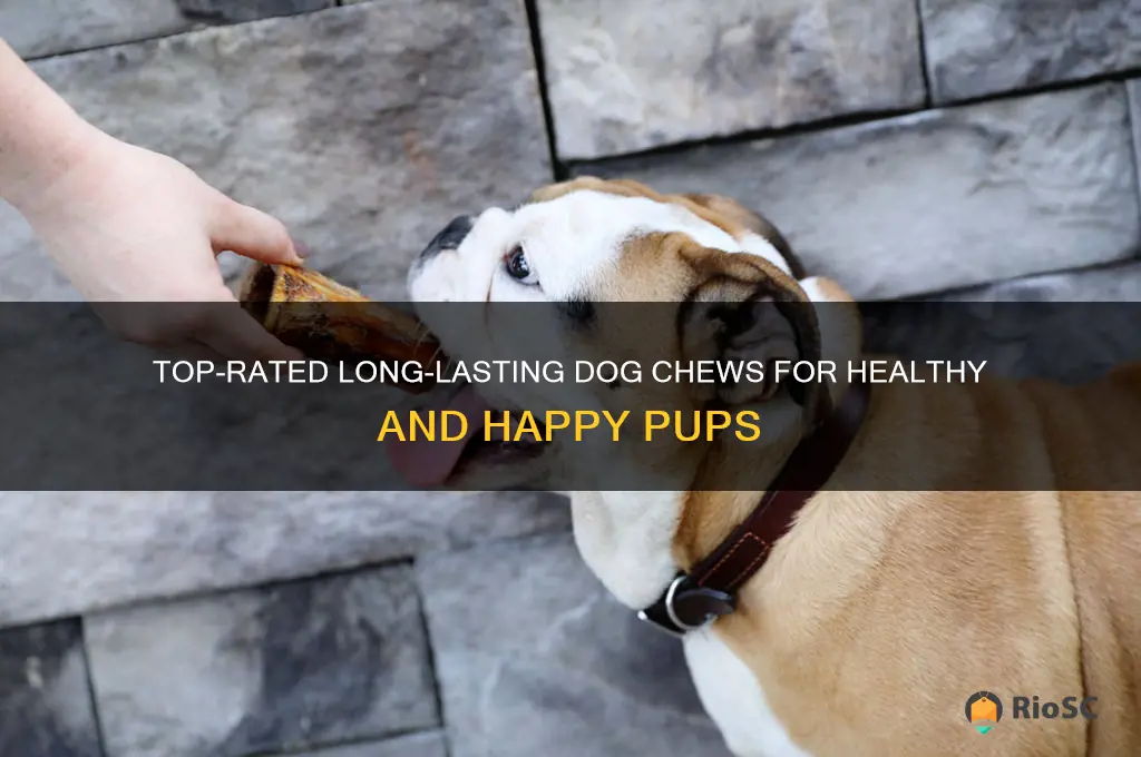 Top-Rated Long-Lasting Dog Chews For Healthy And Happy Pups | Riosc