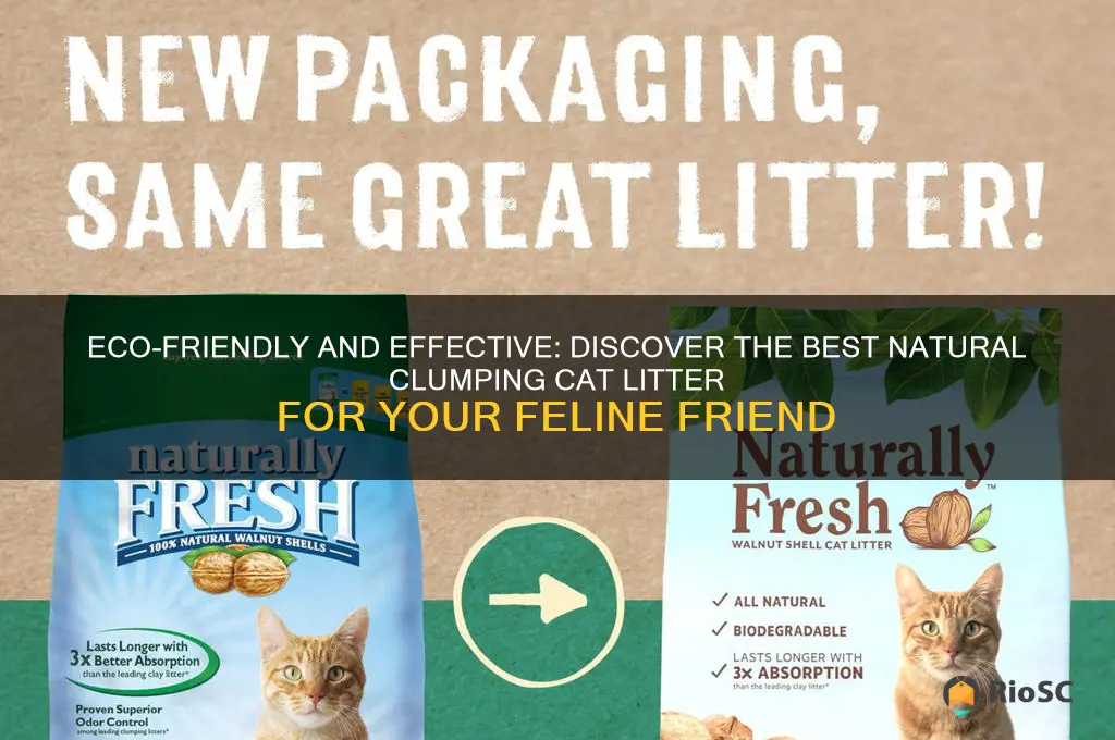 Eco-Friendly And Effective: Discover The Best Natural Clumping Cat ...