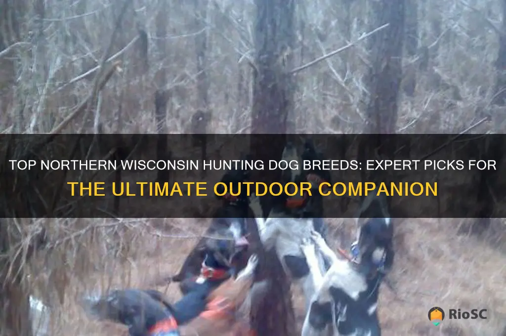 Top Northern Wisconsin Hunting Dog Breeds: Expert Picks For The ...