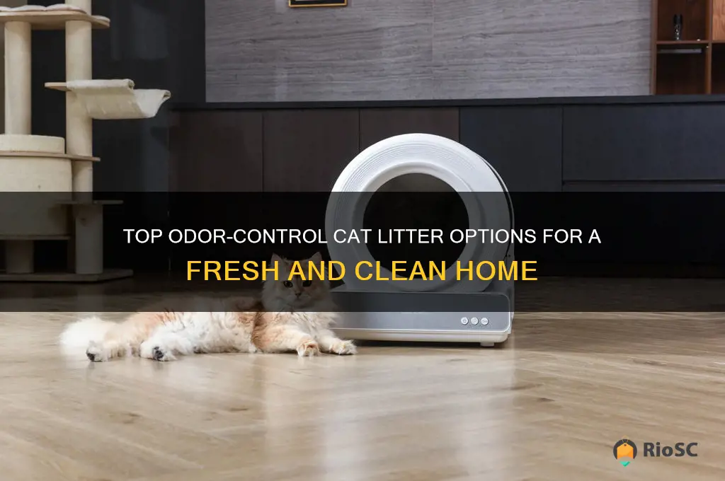 Top Odor-Control Cat Litter Options For A Fresh And Clean Home | Riosc
