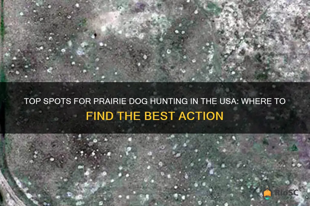 Top Spots For Prairie Dog Hunting In The Usa: Where To Find The Best ...