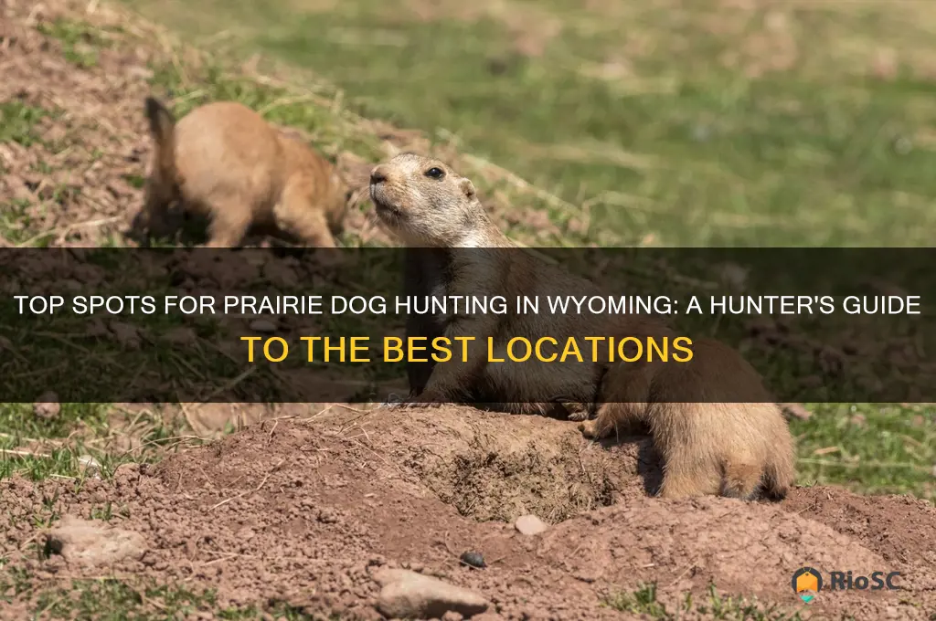 Top Spots For Prairie Dog Hunting In Wyoming: A Hunter's Guide To The ...