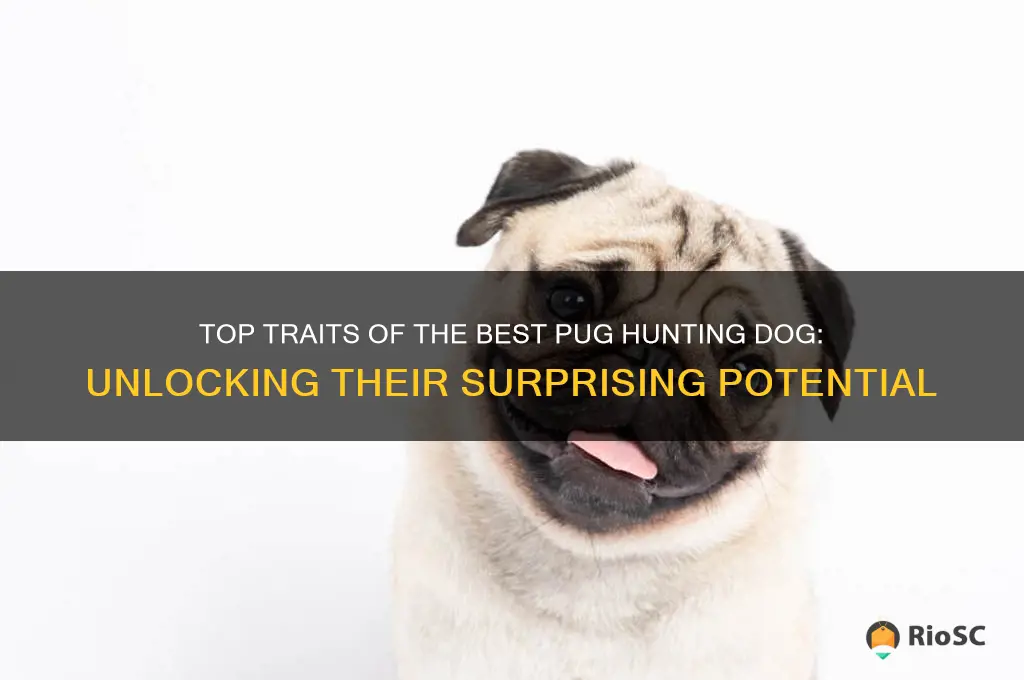 Top Traits Of The Best Pug Hunting Dog: Unlocking Their Surprising ...