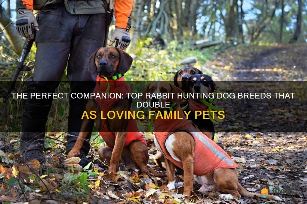 The Perfect Companion: Top Rabbit Hunting Dog Breeds That Double As ...