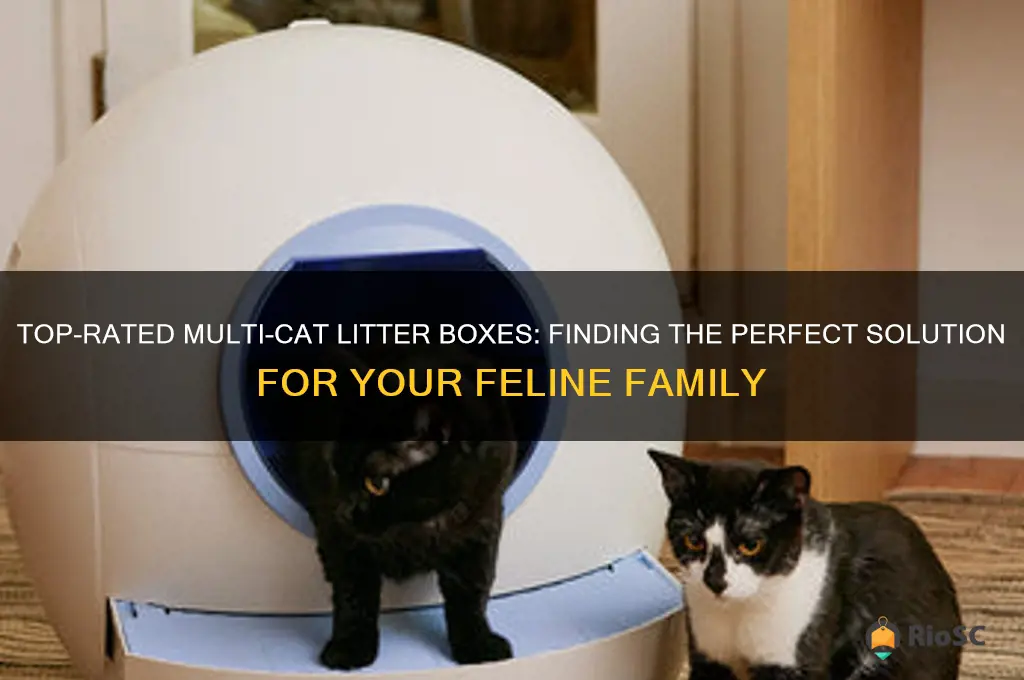 Top-Rated Multi-Cat Litter Boxes: Finding The Perfect Solution For Your ...