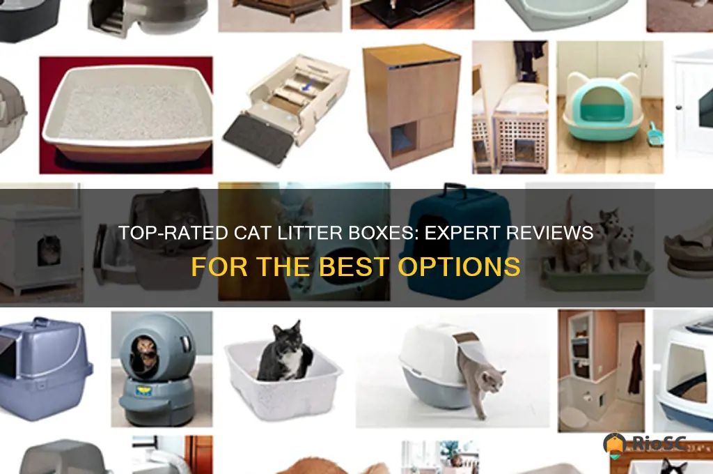 Top-Rated Cat Litter Boxes: Expert Reviews For The Best Options | Riosc