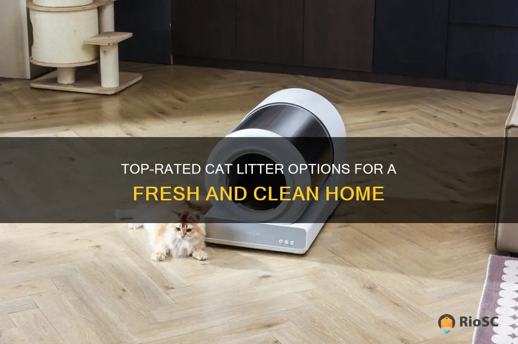 Top-Rated Cat Litter Options For A Fresh And Clean Home | Riosc