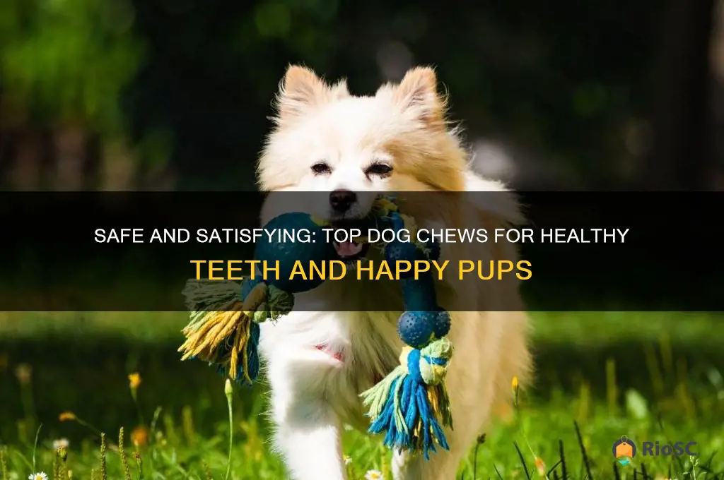 Safe And Satisfying: Top Dog Chews For Healthy Teeth And Happy Pups | Riosc