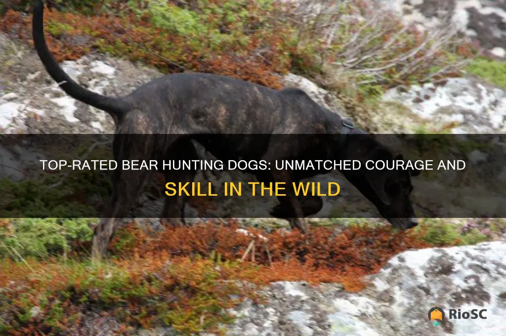 Top-Rated Bear Hunting Dogs: Unmatched Courage And Skill In The Wild ...
