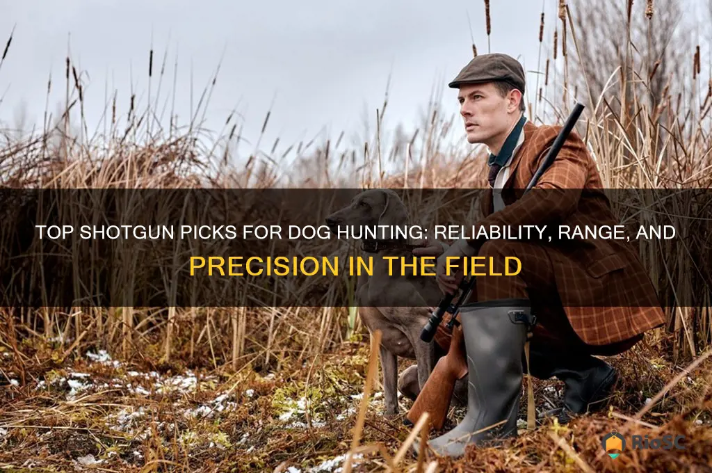 Top Shotgun Picks For Dog Hunting: Reliability, Range, And Precision In ...