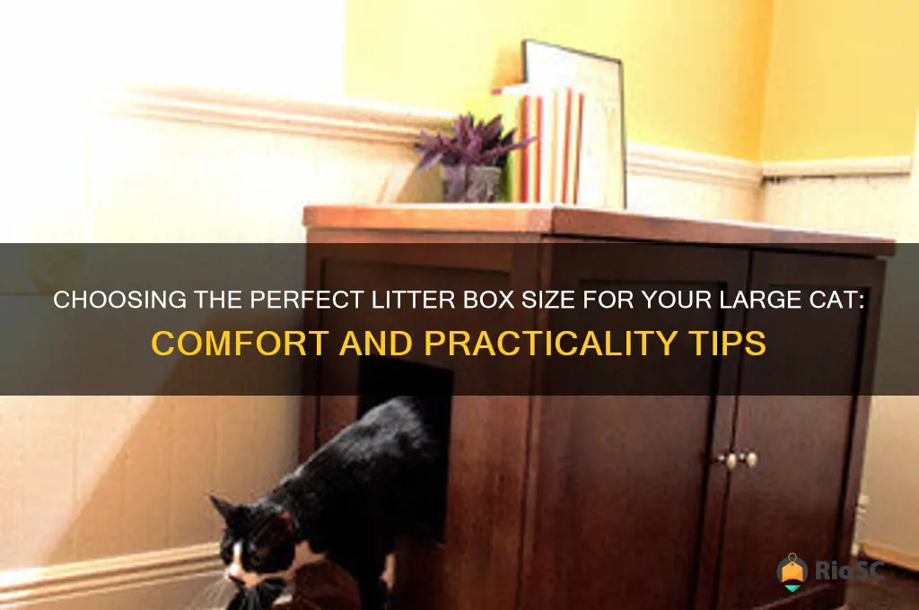Choosing The Perfect Litter Box Size For Your Large Cat: Comfort And ...