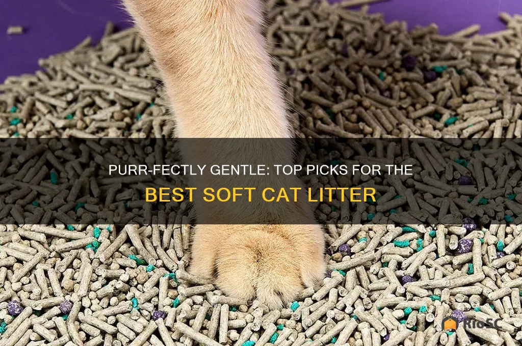 Purr-Fectly Gentle: Top Picks For The Best Soft Cat Litter | Riosc