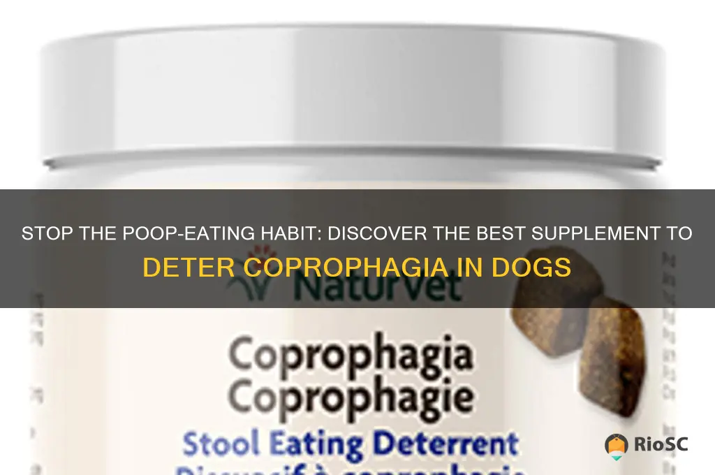Stop The Poop-Eating Habit: Discover The Best Supplement To Deter ...