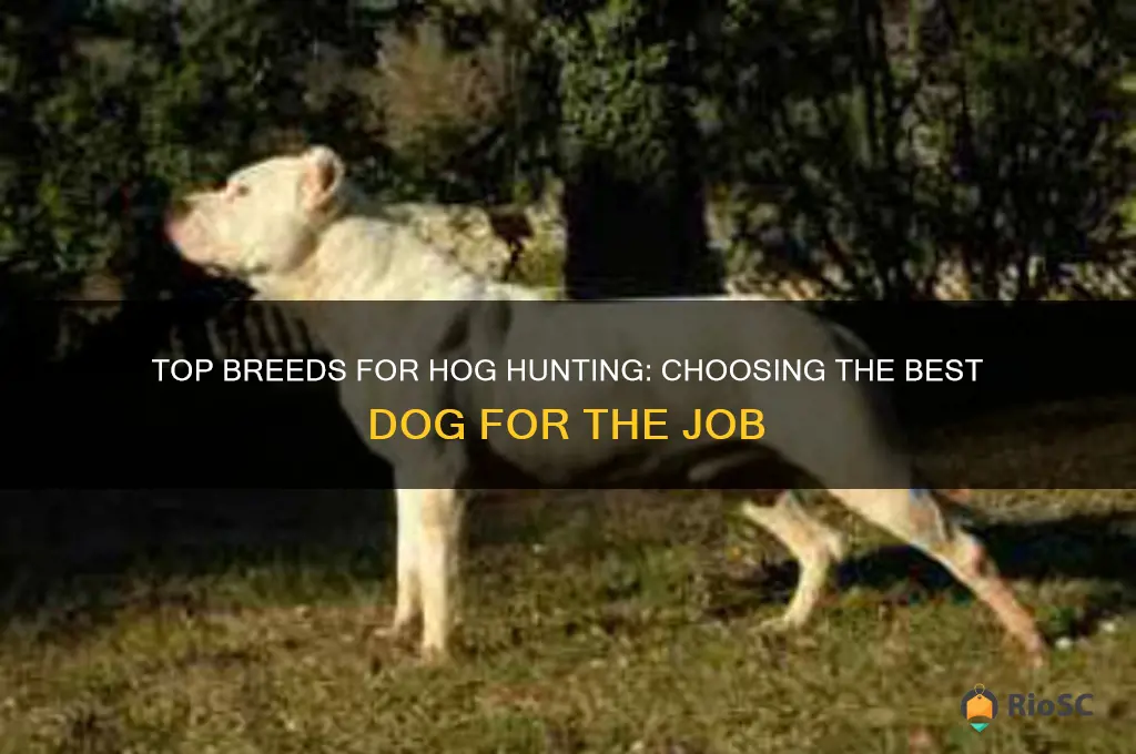 Top Breeds For Hog Hunting: Choosing The Best Dog For The Job | Riosc
