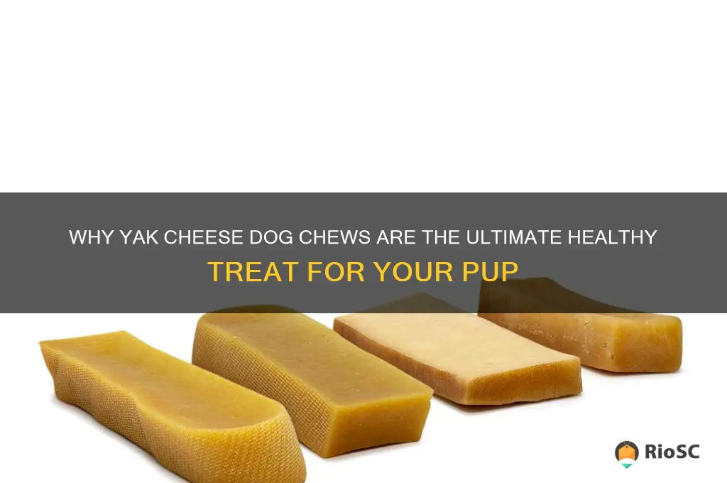 Why Yak Cheese Dog Chews Are The Ultimate Healthy Treat For Your Pup ...