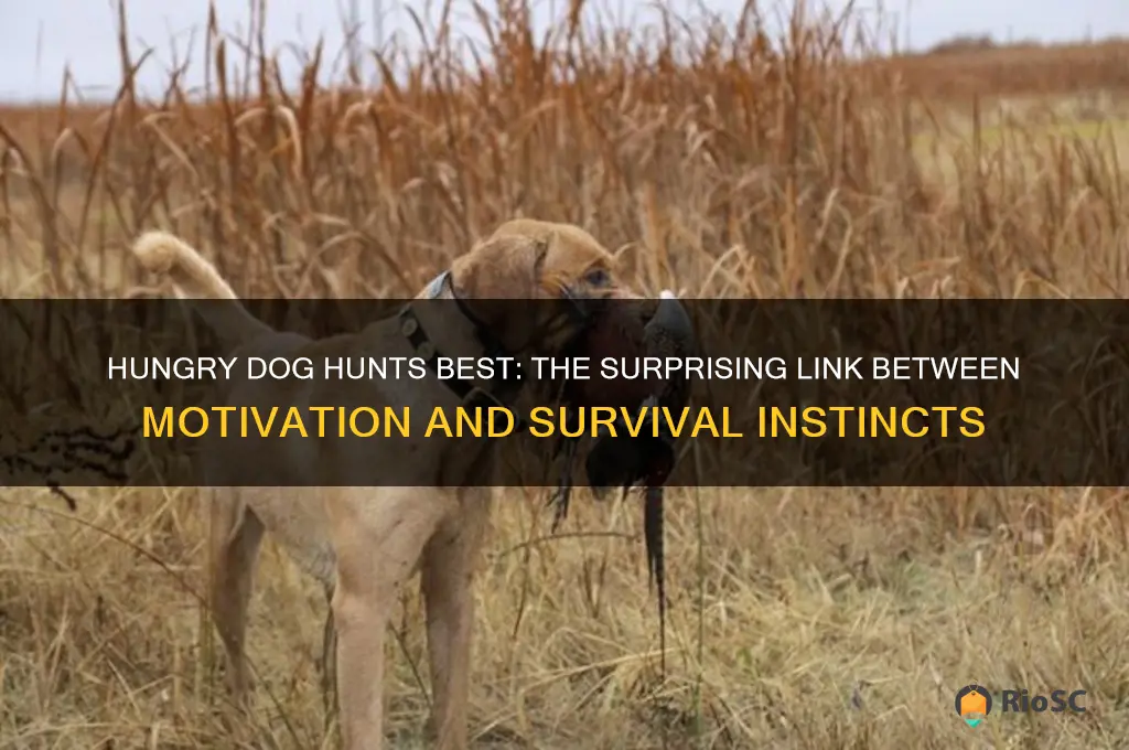 Hungry Dog Hunts Best: The Surprising Link Between Motivation And ...
