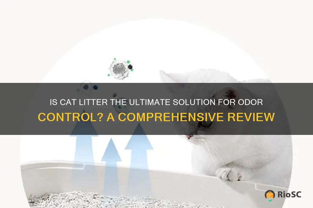 Is Cat Litter The Ultimate Solution For Odor Control? A Comprehensive ...