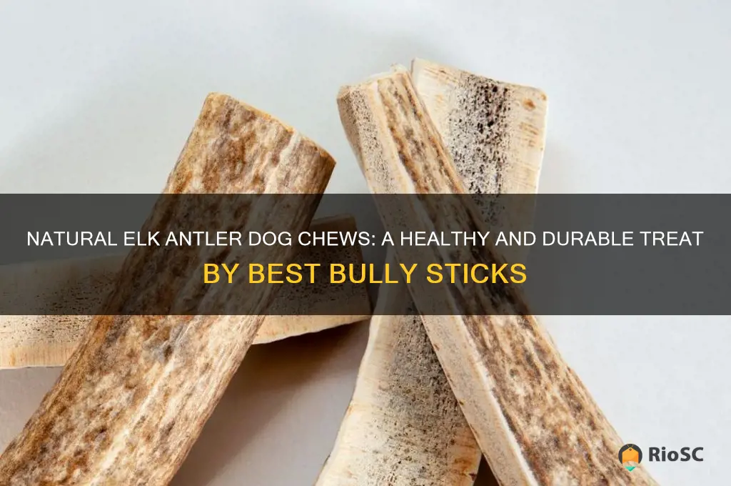Natural Elk Antler Dog Chews: A Healthy And Durable Treat By Best Bully ...