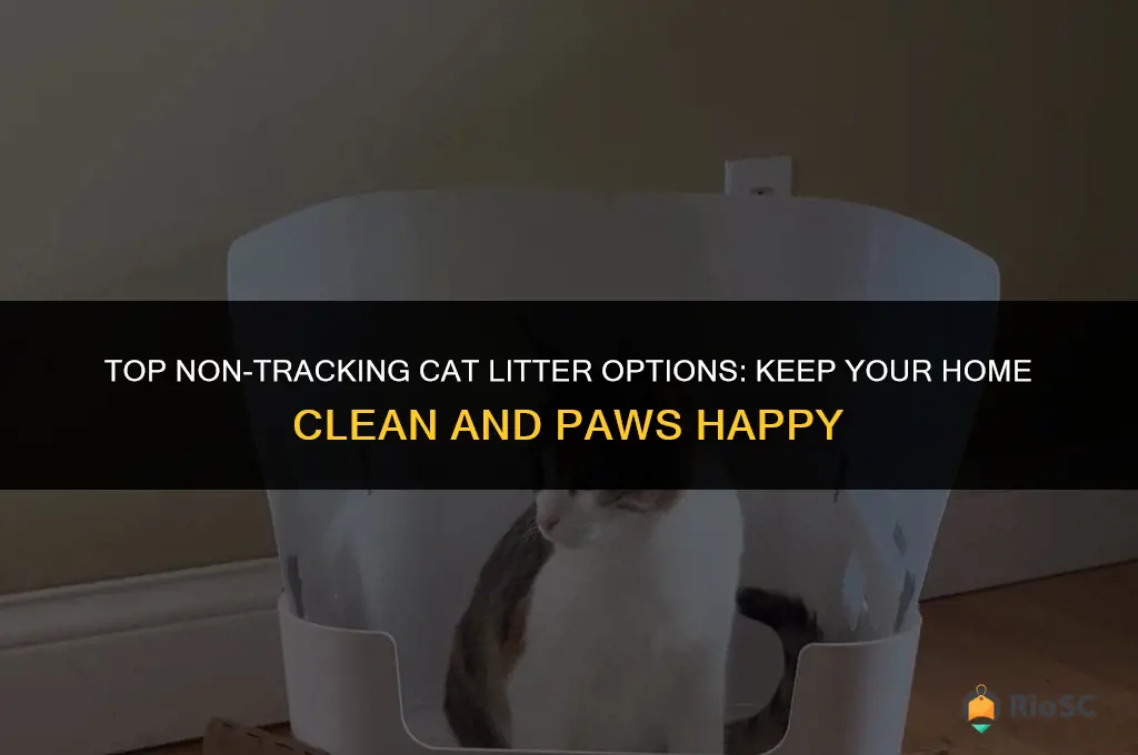 Top Non-Tracking Cat Litter Options: Keep Your Home Clean And Paws ...
