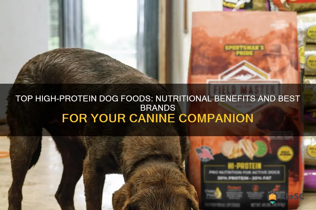 Top High-Protein Dog Foods: Nutritional Benefits And Best Brands For ...