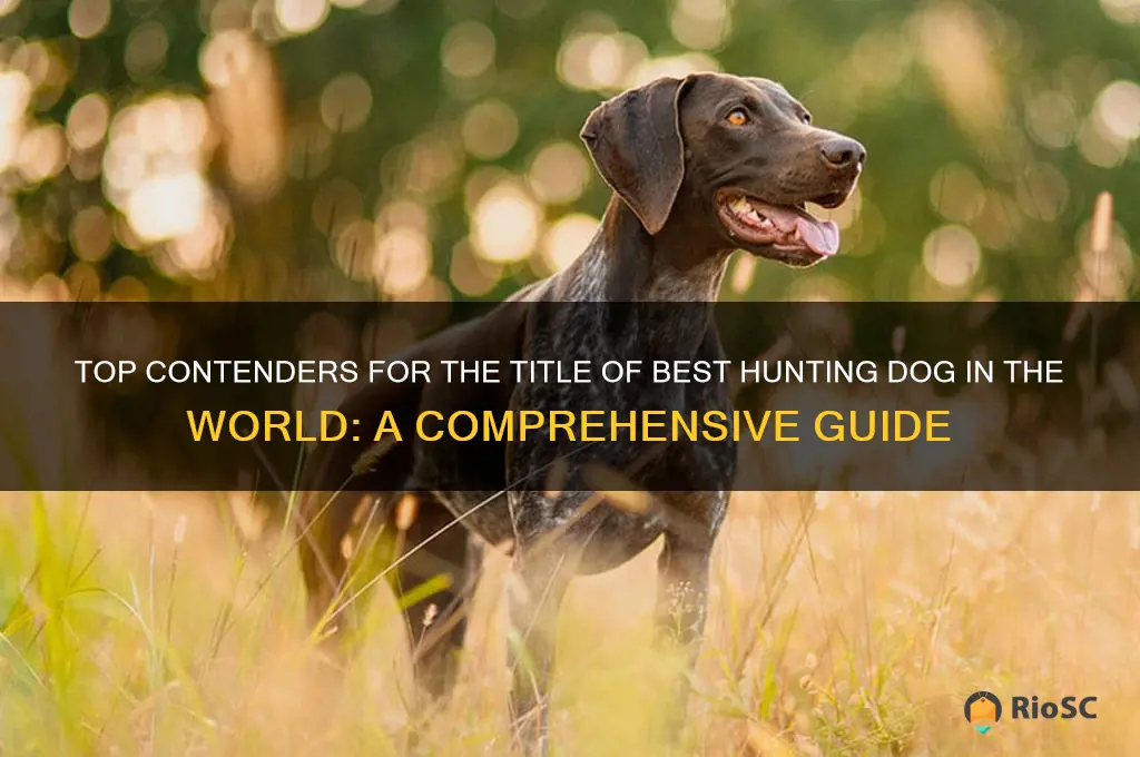 Top Contenders For The Title Of Best Hunting Dog In The World: A ...