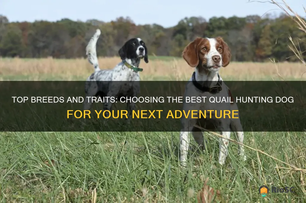 Top Breeds And Traits: Choosing The Best Quail Hunting Dog For Your ...