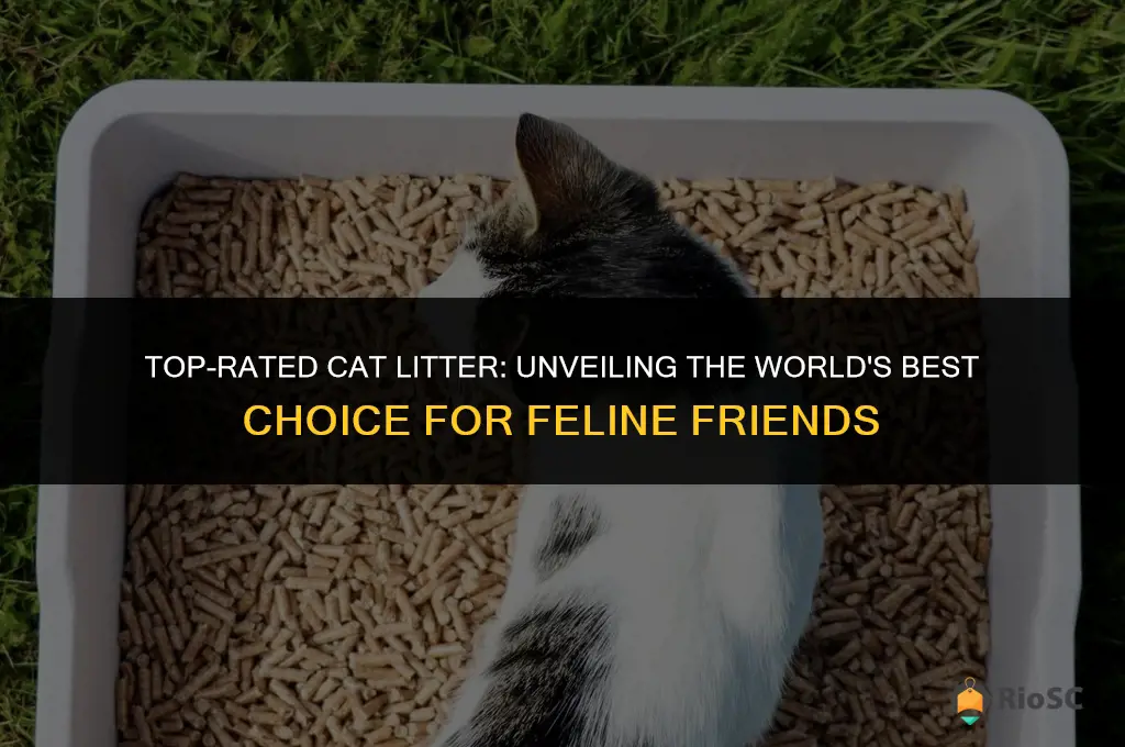 Top-Rated Cat Litter: Unveiling The World's Best Choice For Feline ...